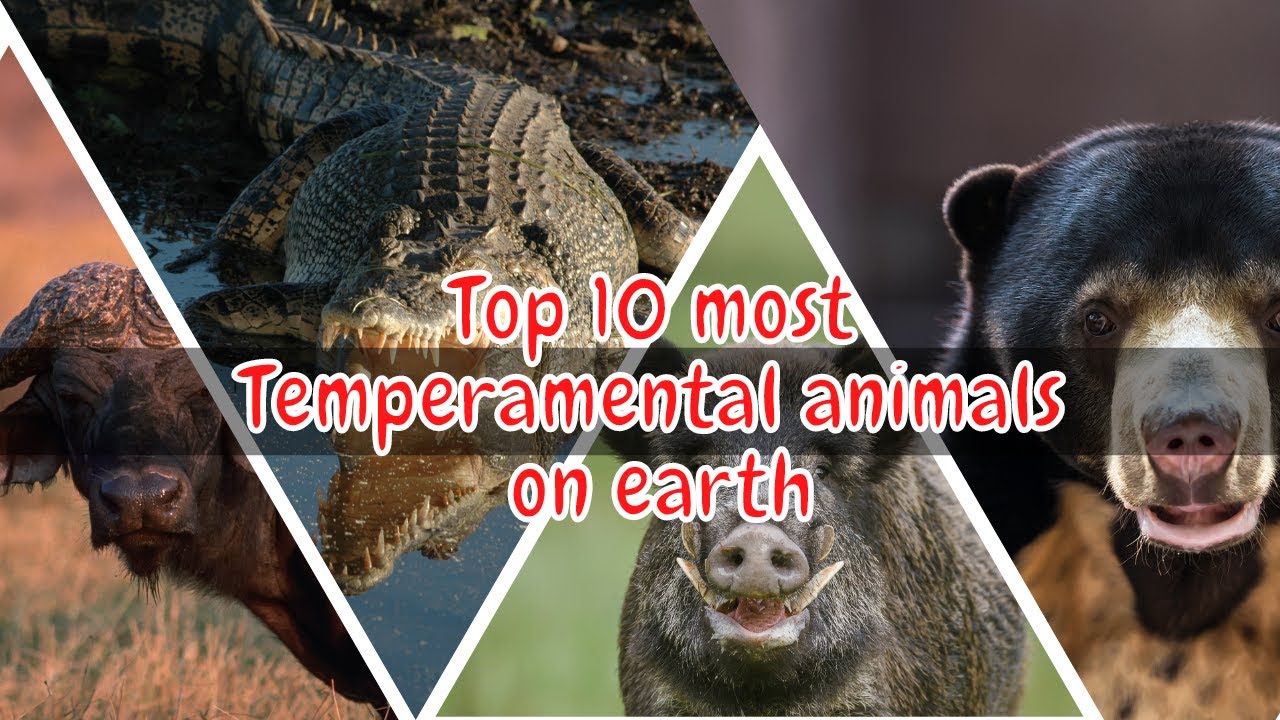 The Fickle: A Look at the Top 10 Most Temperamental Animals on Earth ...