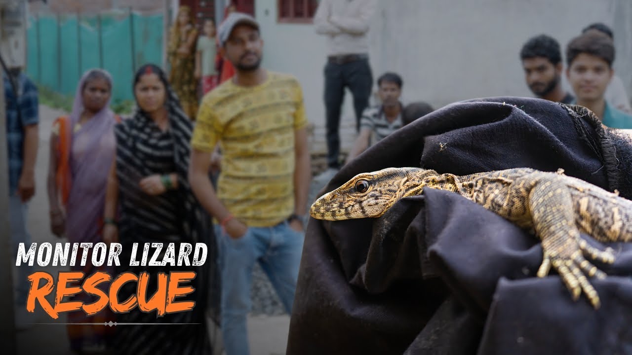 Wild Monitor Lizard Inside the House - YouTube