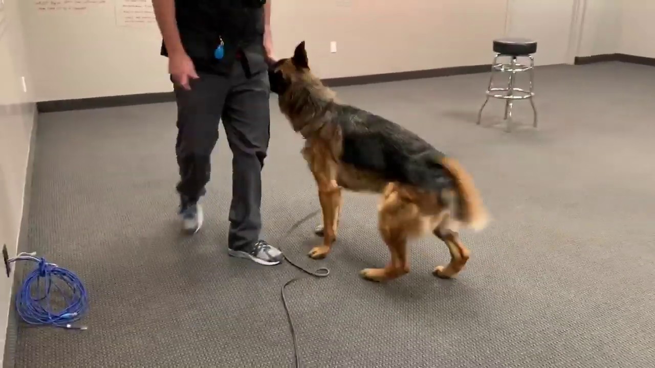 German Shepherd Obedience Training About Turn Oakley 12 Months - YouTube