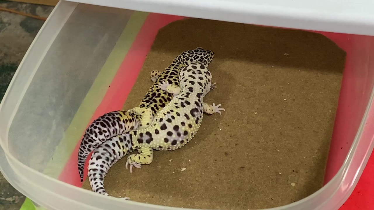 leopard geckos breeding - YouTube