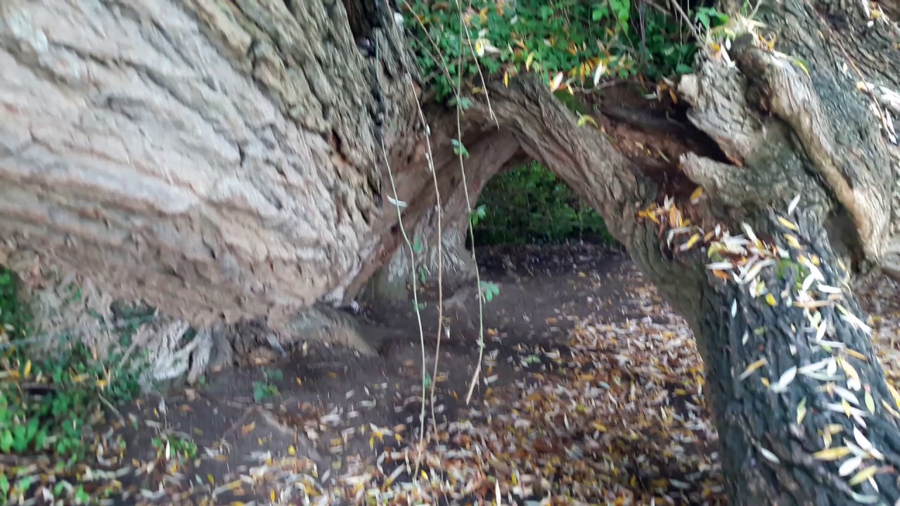 A Natural tree shelter found on a walk. - YouTube