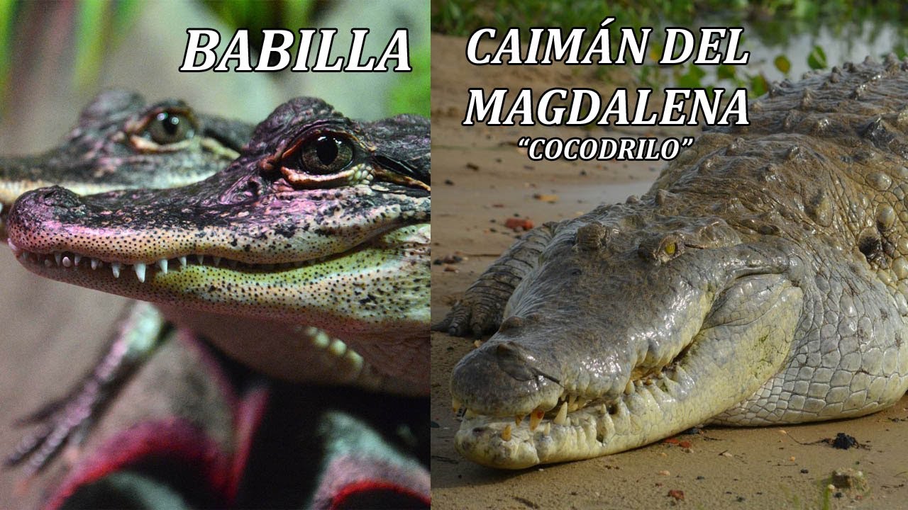 ¿BABILLAS CAIMANES O COCODRILOS? - YouTube