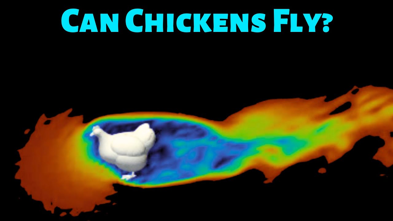 Can Chickens Actually Fly? - YouTube