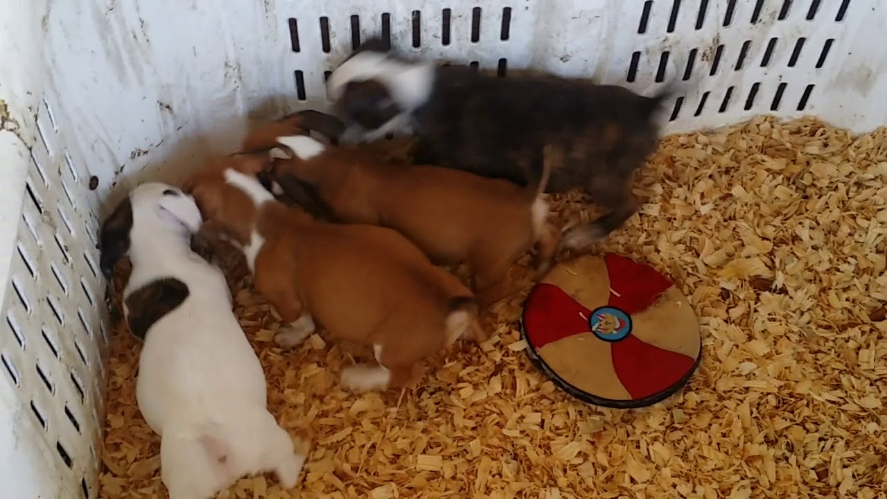 Florida Cracker Terrier pups 10 weeks old. Curdog x Gyp 11-2017 - YouTube