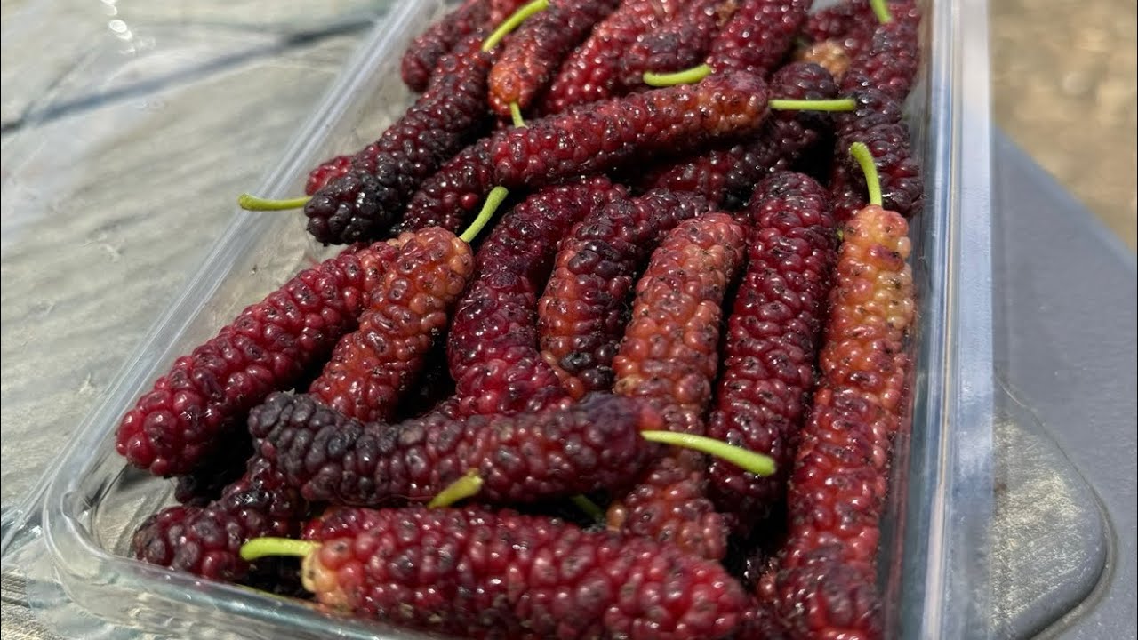 Picking Mulberries at the Very Mulberry Farm in Brentwood, CA - YouTube
