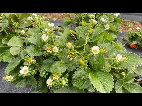 ÇİLEKLERİ COŞTURAN YÖNTEM