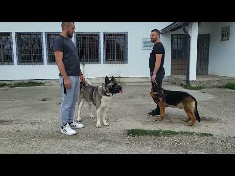 Šaptač psima-Američka akita (agresivnost) - YouTube