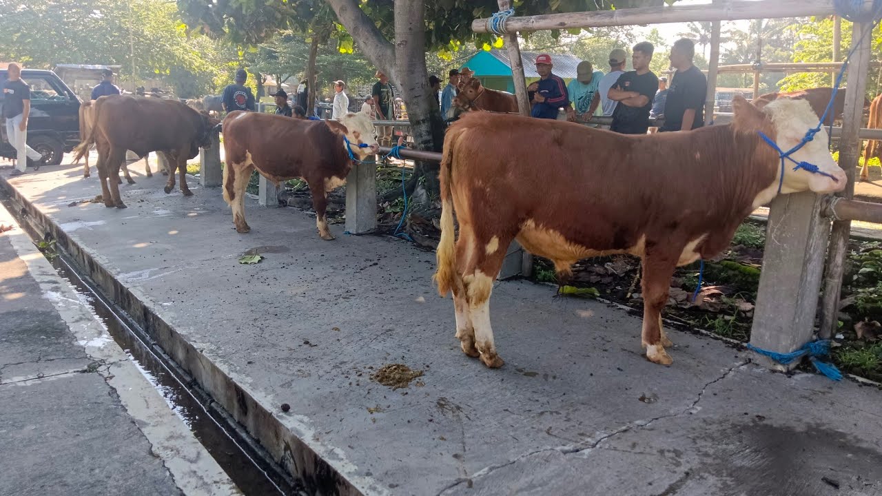 sapi pedet bakalan jantan pak hartoyo pasar hewan Muntilan - YouTube