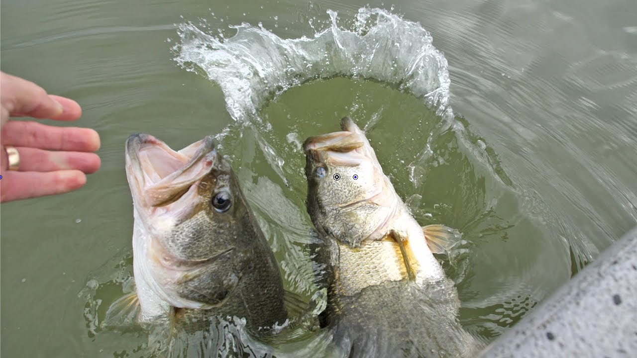 MAGIC Moment! DOUBLE Big Bass Catch with Spinnerbait - YouTube