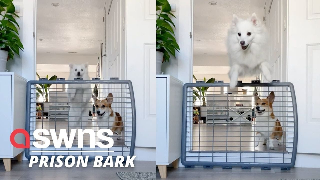 A tiny-legged Corgi is left perplexed as his brother performs an epic ...