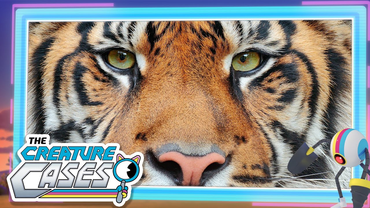 @CreatureCases - 🦁 Big Cat Adventure 😼🦊 | Clubot Quests | Sam and Kit ...