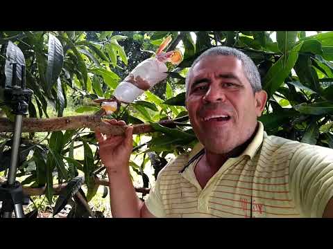 Como fazer alporquia de manga usando garrafa pet!!!