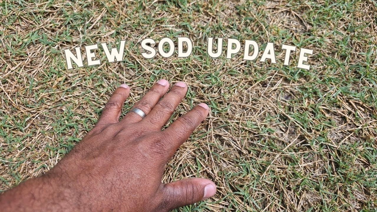 State of the ugly lawn // New sod update - YouTube