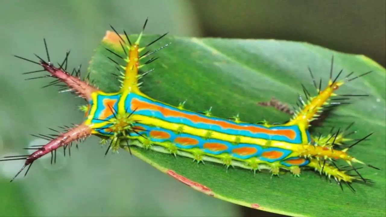 Top 10 Most Unusual Caterpillars - YouTube