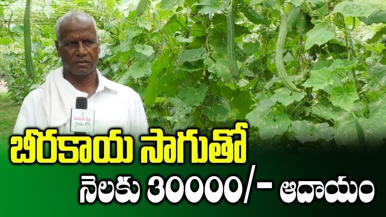 Farming Guide Of Cultivating Ridge Gourd || Farming Tips || SumanTV ...