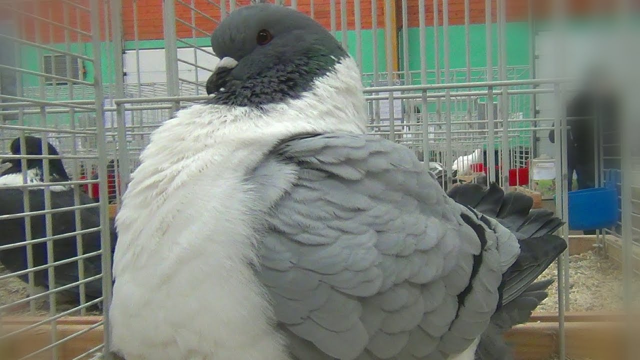 Pigeon Strasser bleu barré noir - YouTube