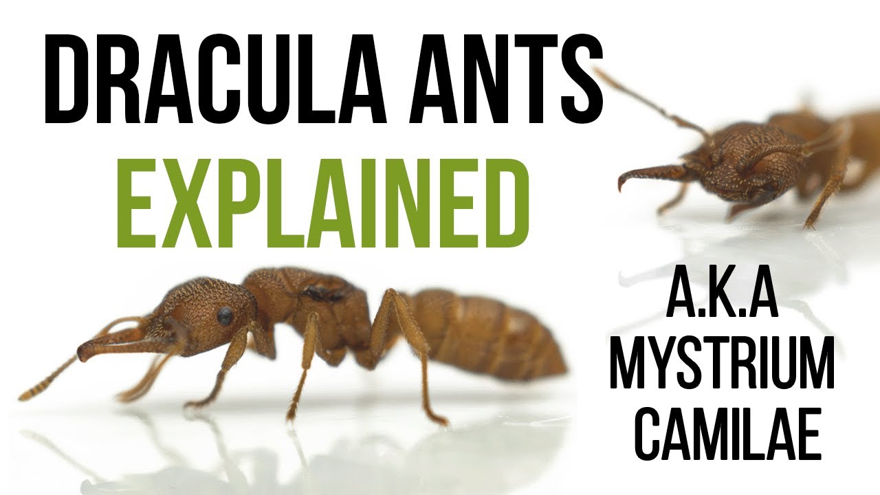 Everything you need to know about Mystrium camilae - Dracula ants in ...