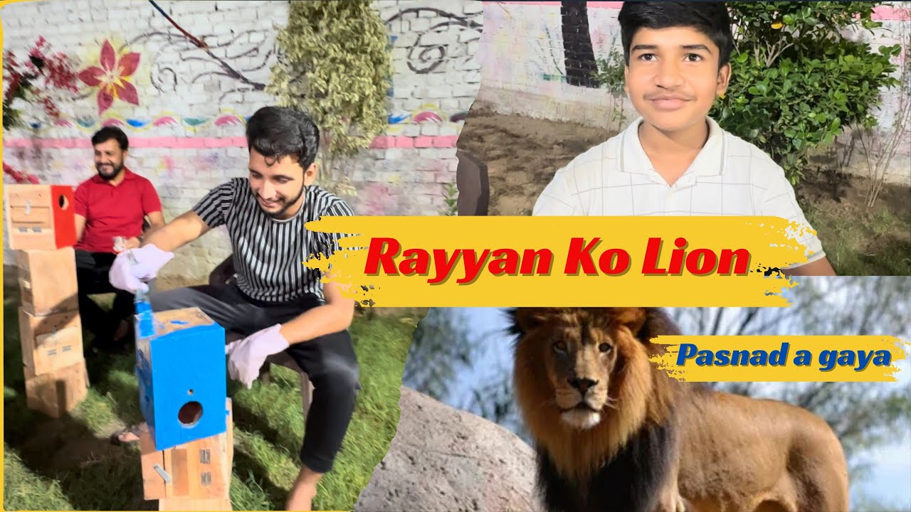 Rayyan's New Request: Turning Our Mini Zoo Into A Bird Haven | Dancing Boy Haddi - YouTube