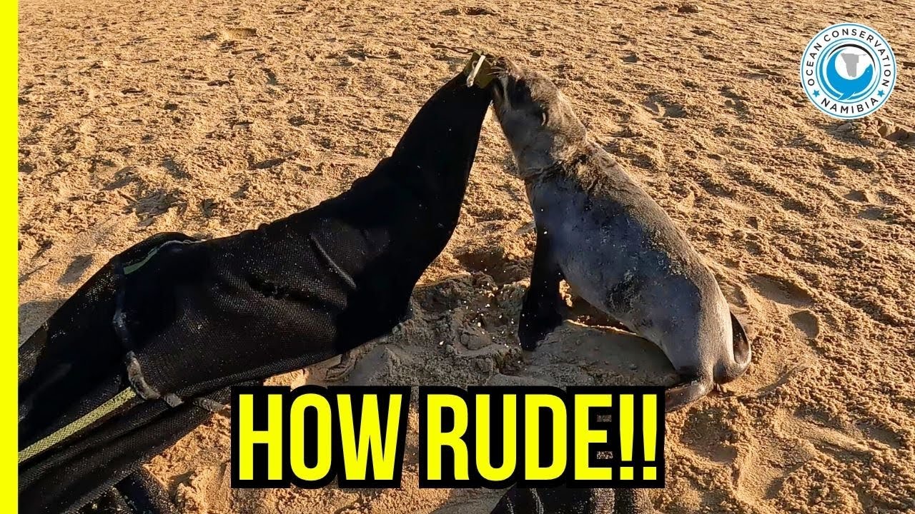 Rescued, But Still Scared: What This Seal’s Reaction Tells Us - YouTube