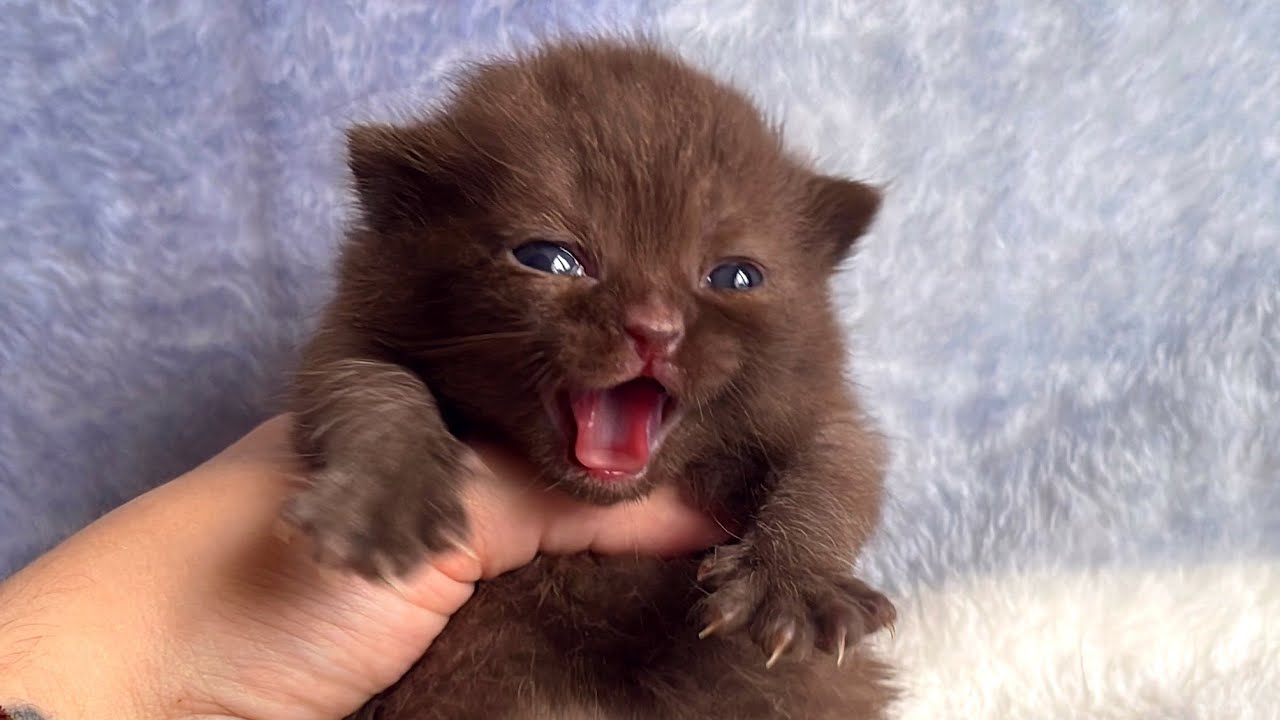 Lots of loud meowing How our kittens grow - YouTube