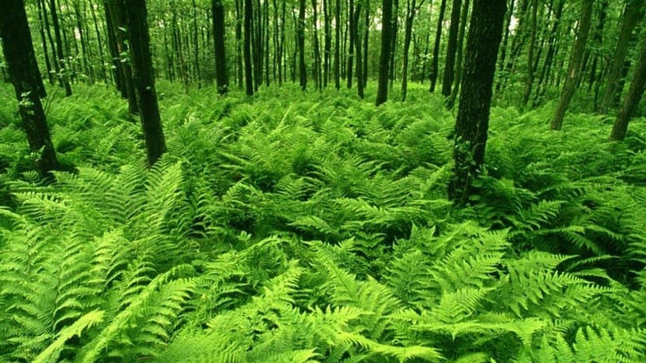 ¿Qué es un CORMÓFITO? - YouTube