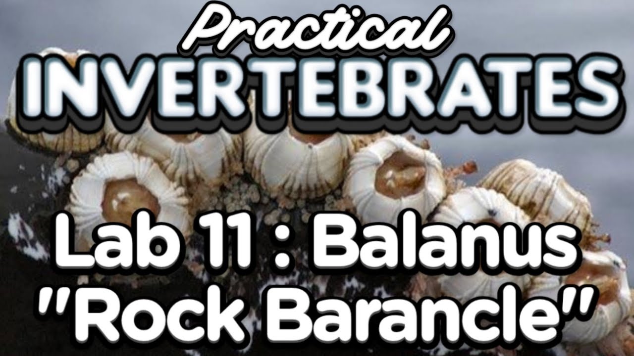 12. Balanus ( Rock Barancle ) • Practical Invertebrates - YouTube