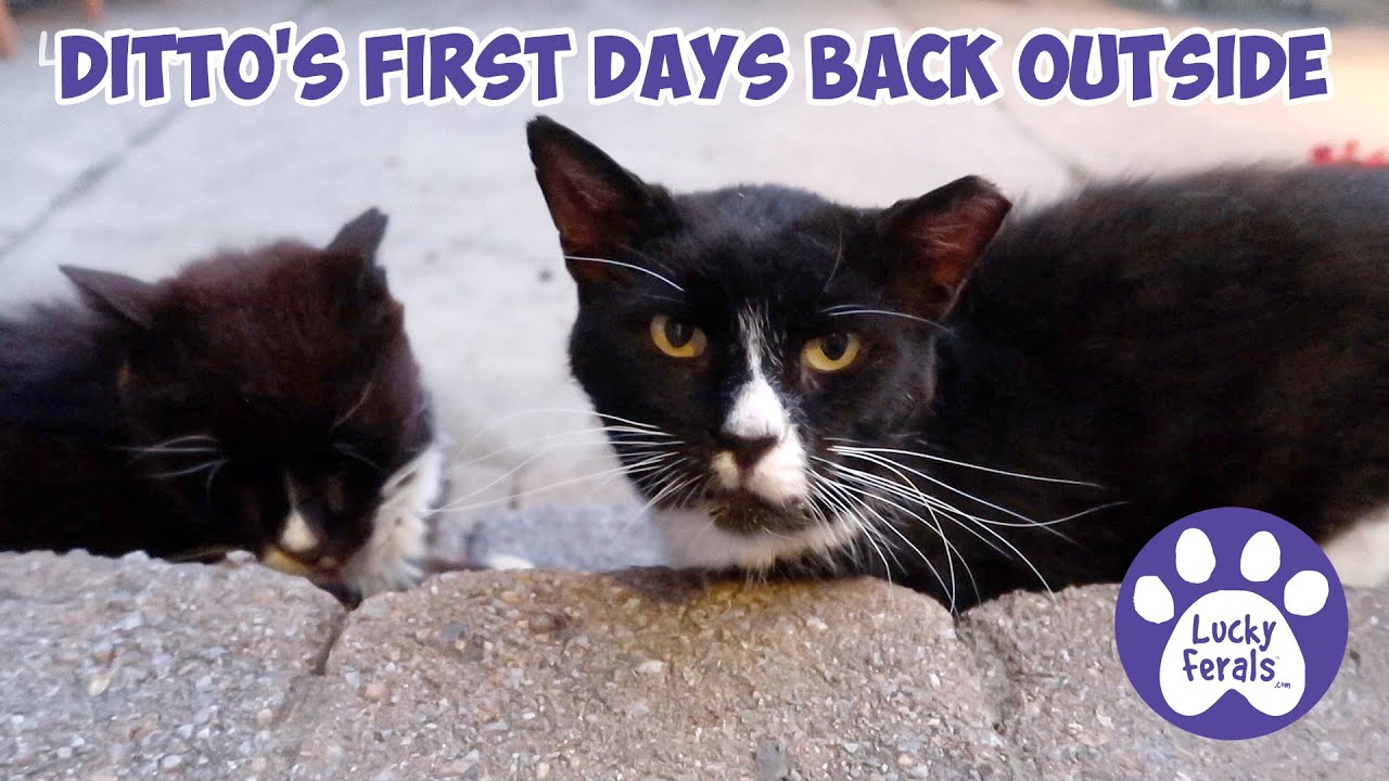 Ditto's First Few Days Back Outside - S5 E3 - Cat Video Compilation ...