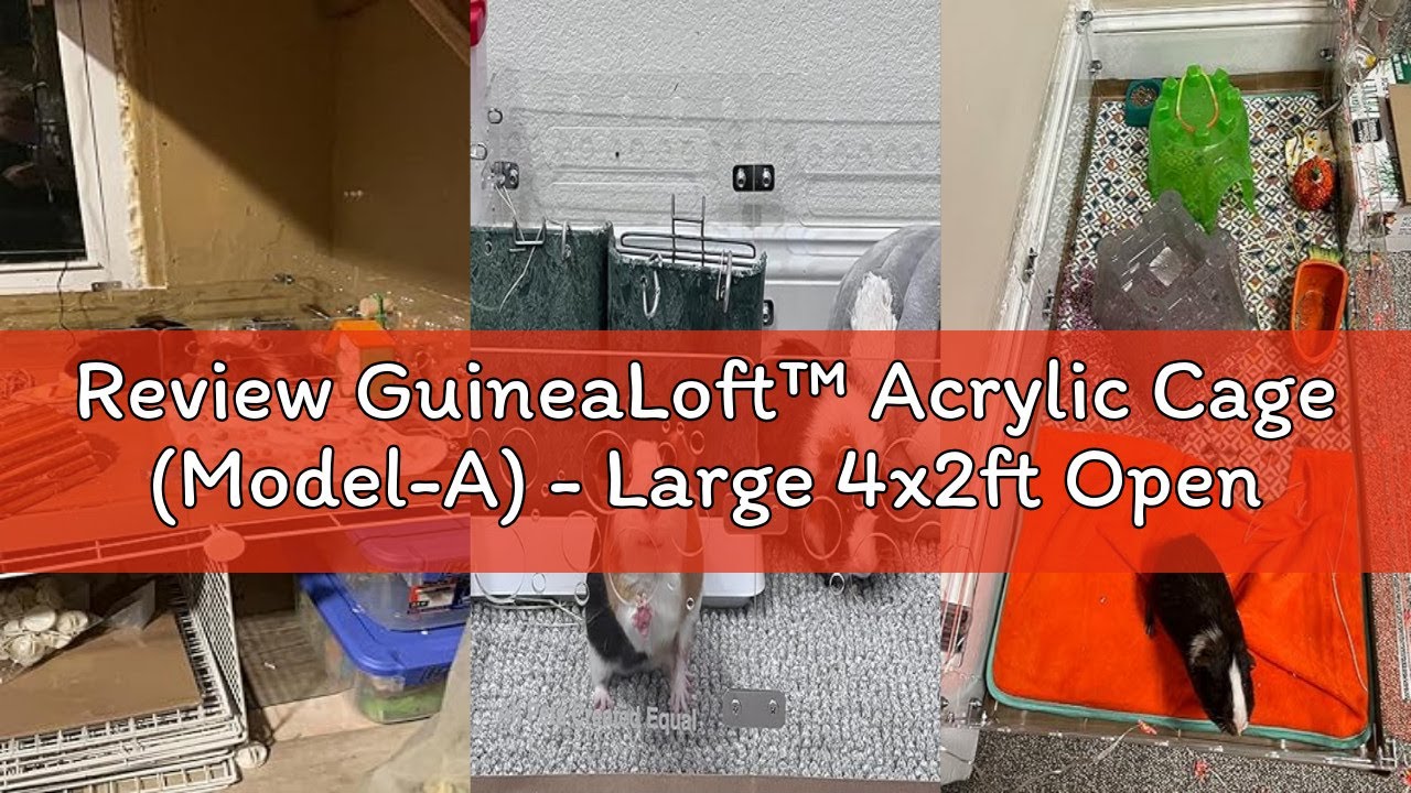 Review GuineaLoft™ Acrylic Cage (Model-A) - Large 4x2ft Open Cage for ...