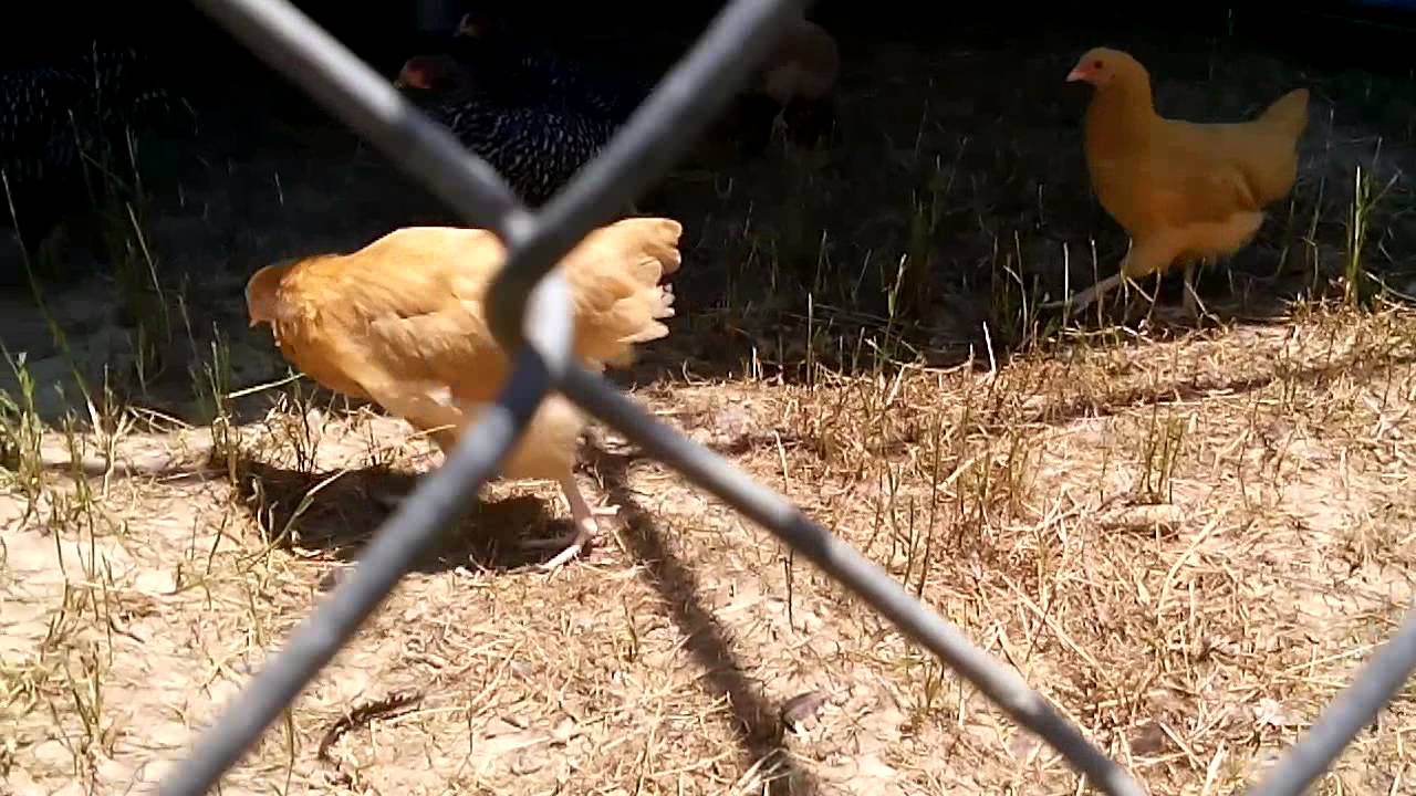 Random chickens - YouTube