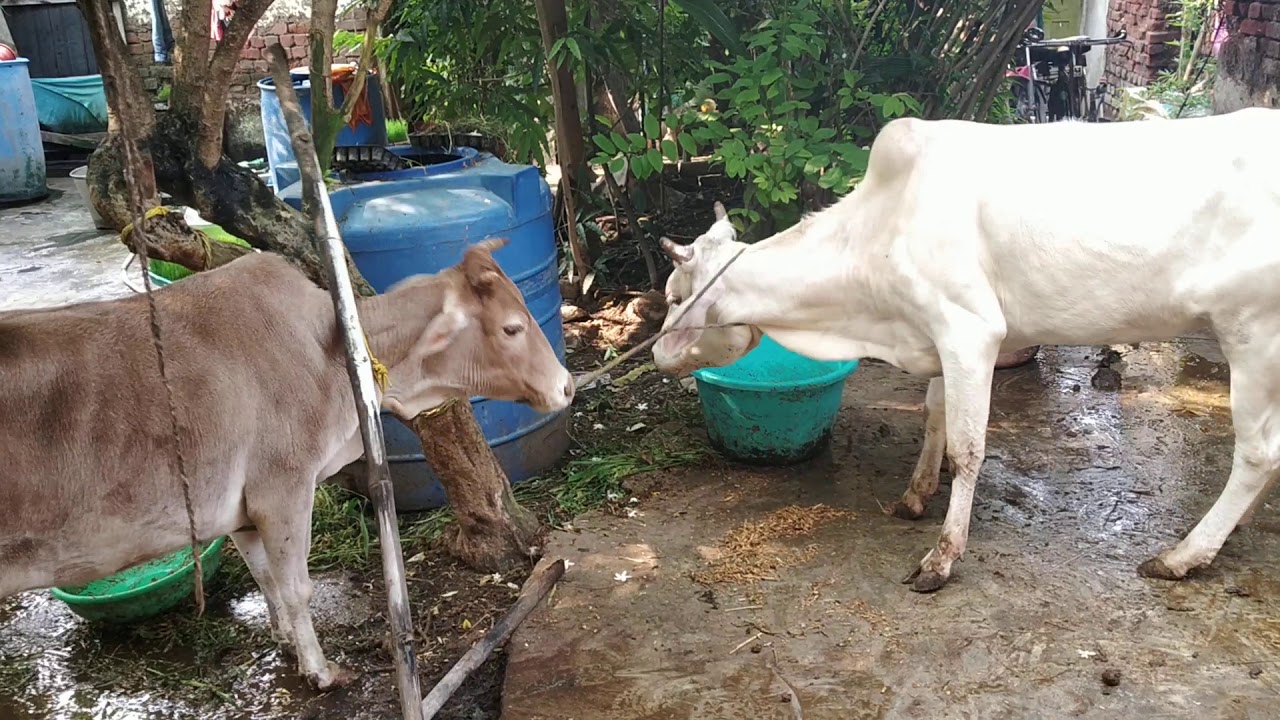 Clever cow - YouTube