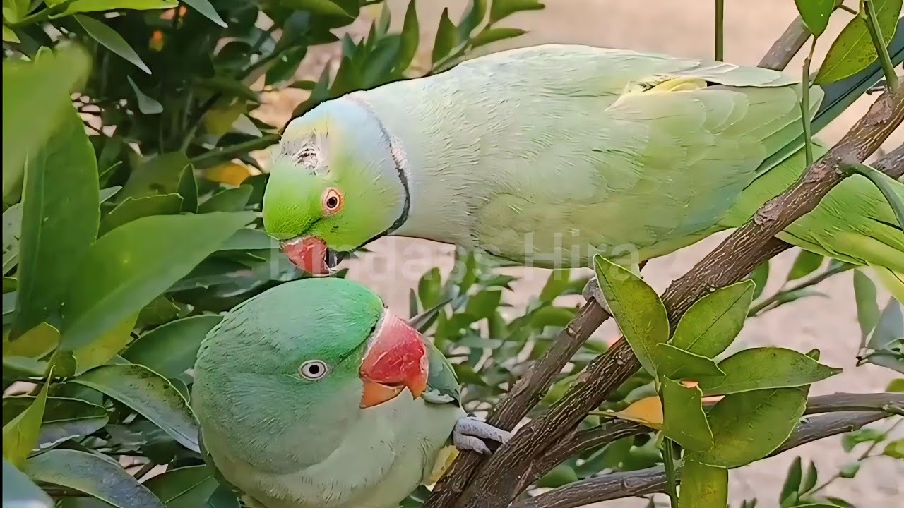 Best Parrot Talking বন্ধু ছোট পাখি হামিং বার্ডের জীবনযাপন | পাখির গল্প ...