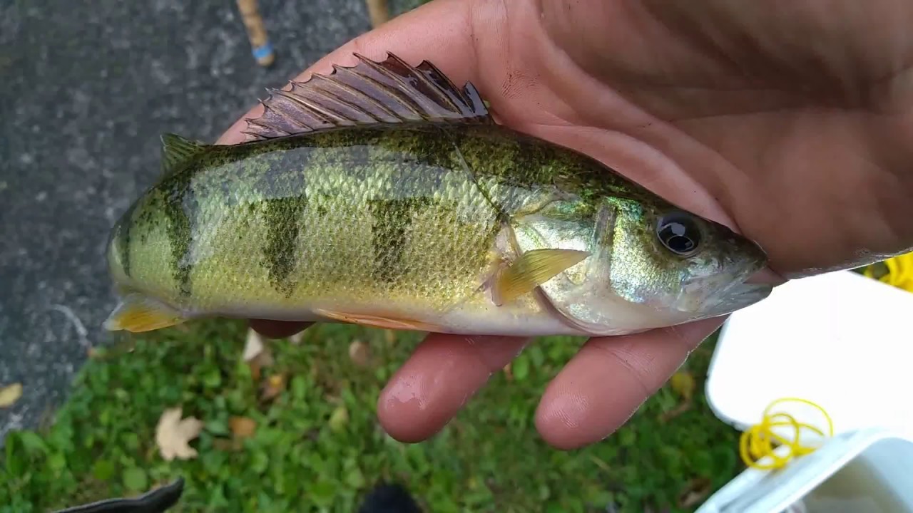 Jumbo Perch Fishing - Fall weather on Lake Simcoe - Fish Crawler - YouTube
