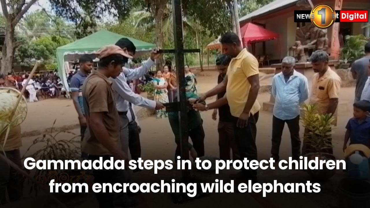 Gammadda steps in to protect children from encroaching wild elephants ...