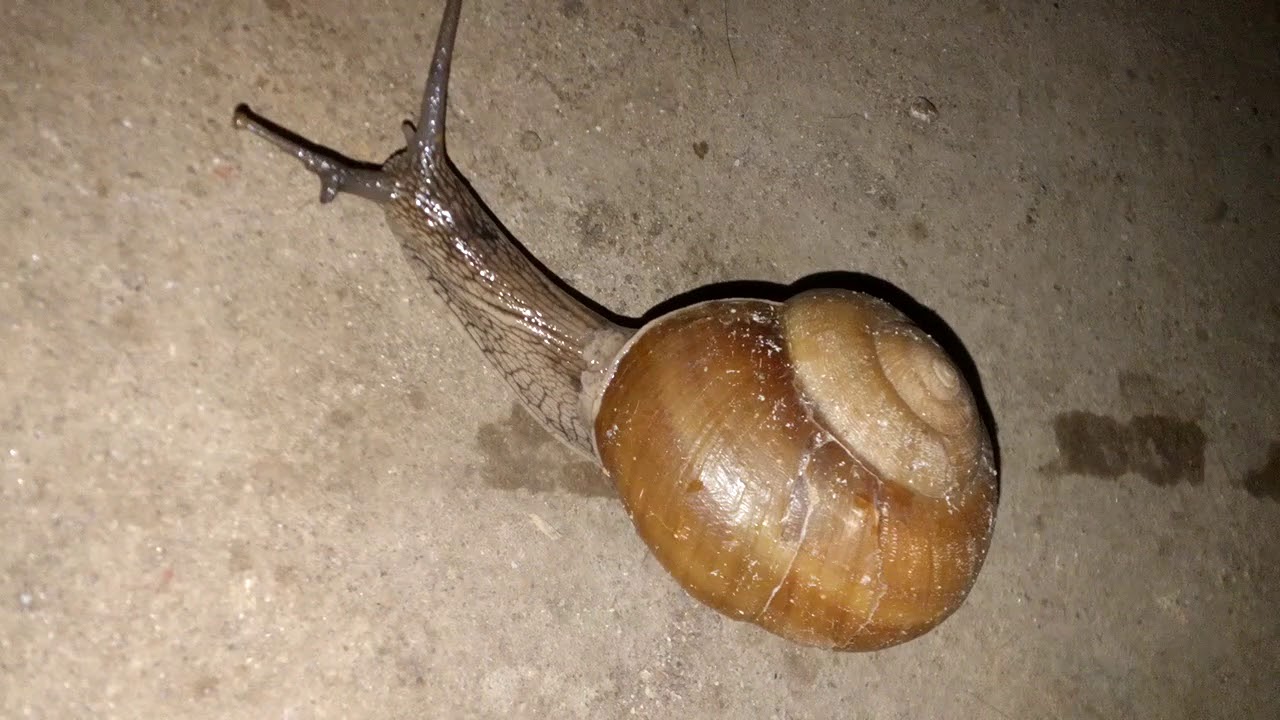 catching big snails ~biggest snails~snail's life cycle~big giant snails ...