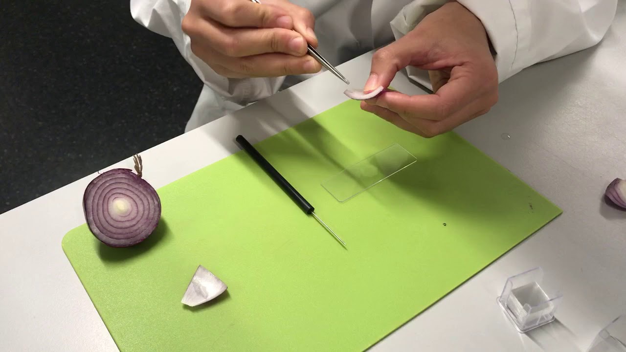 Preparaat vlies binnenkant ui - YouTube