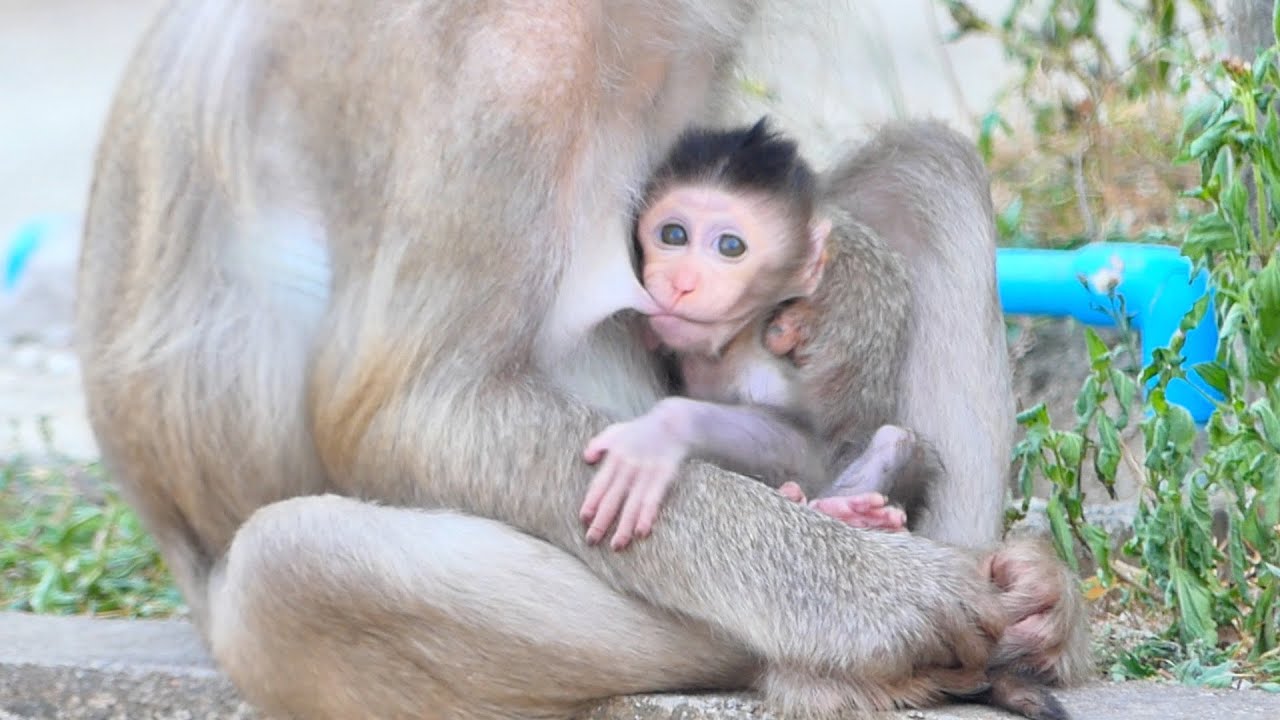 Mother Monkey Mony groom take care of Baby Mono - YouTube