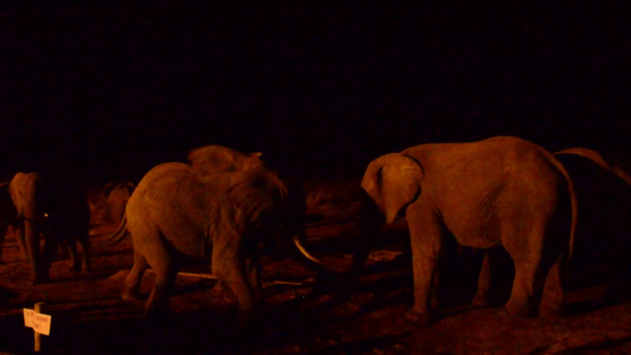 Elephants At Night Up Close - Elephant Sands - YouTube