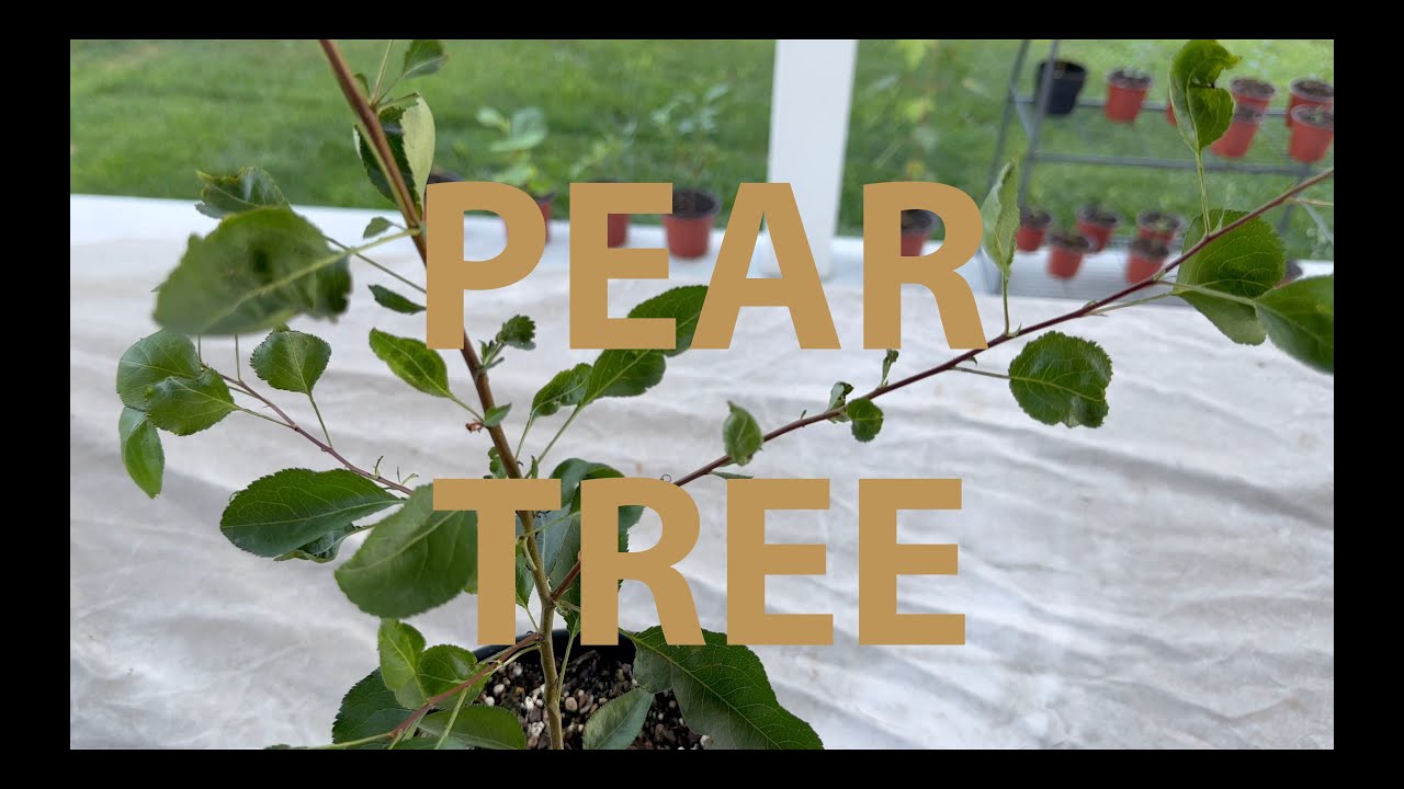 Pear Tree Bonsai from Seed A - Intro July 2023 #bonsai #pear - YouTube
