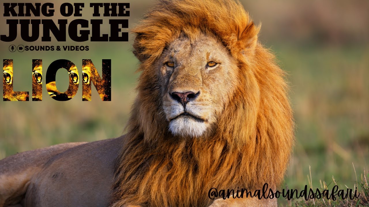 Animal Sounds | "Roar & Rumble: The Majestic World of Lions ...