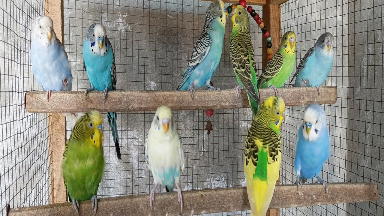 12 Hour Bird Watching of Parakeet Budgies Birds, Observe Nature Birds ...