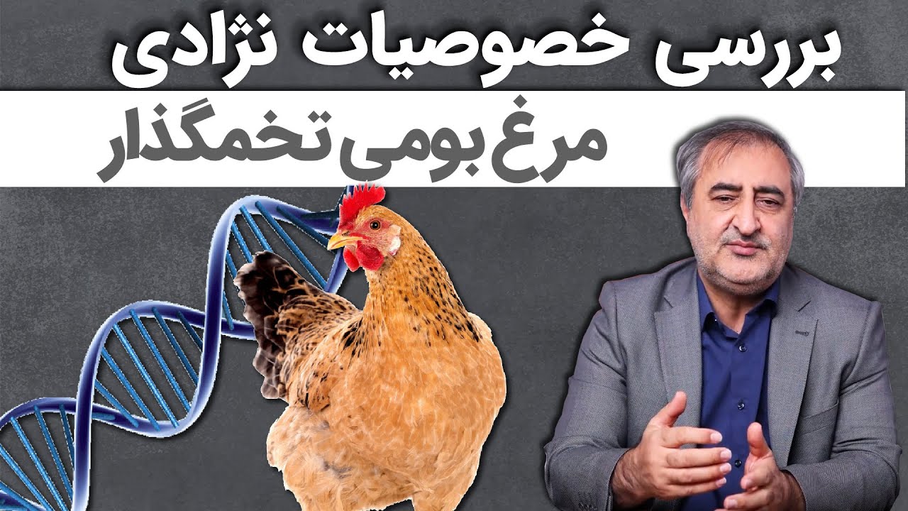 بررسی خصوصیات نژادی مرغ بومی تخمگذار Racial Traits Of The Local Iranian