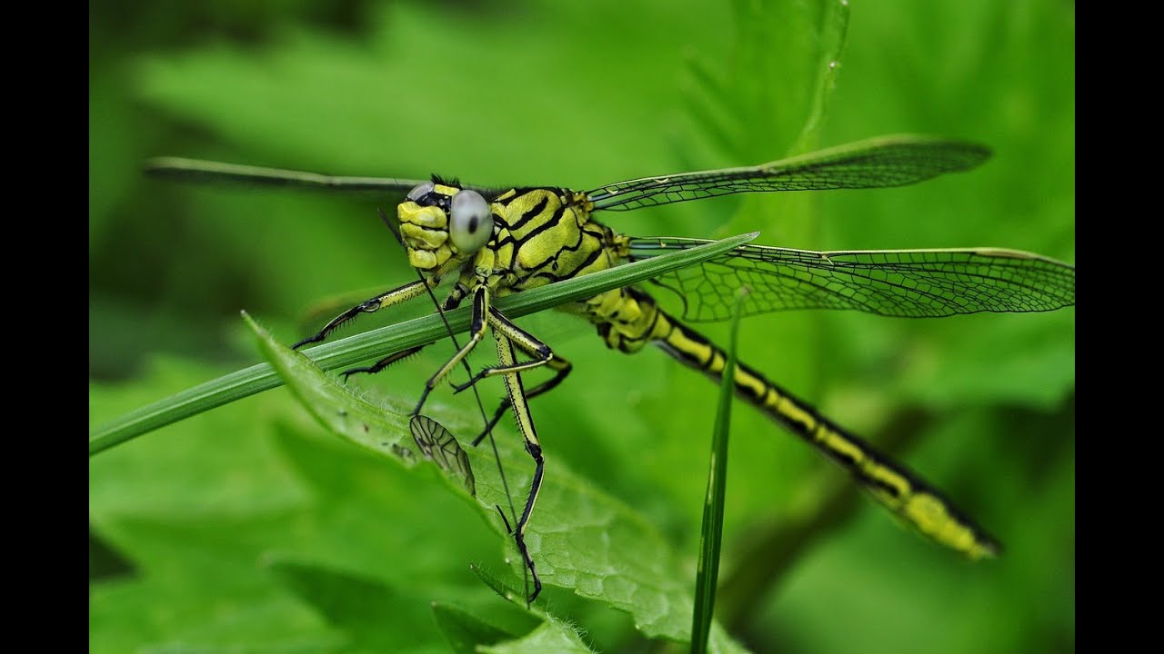 Dragonfly The Aerial Ballet of the Insect #life #animal #wildlife # ...
