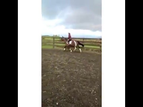 Top quality Irish gelding 16.1h 6yo