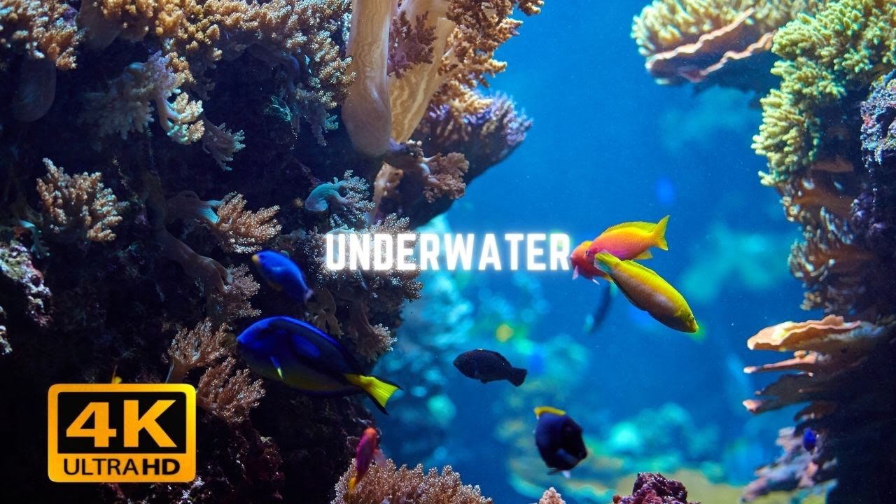 Vita nell'oceano 4k- Straordinari colori 4k HDR dell'oceano - YouTube