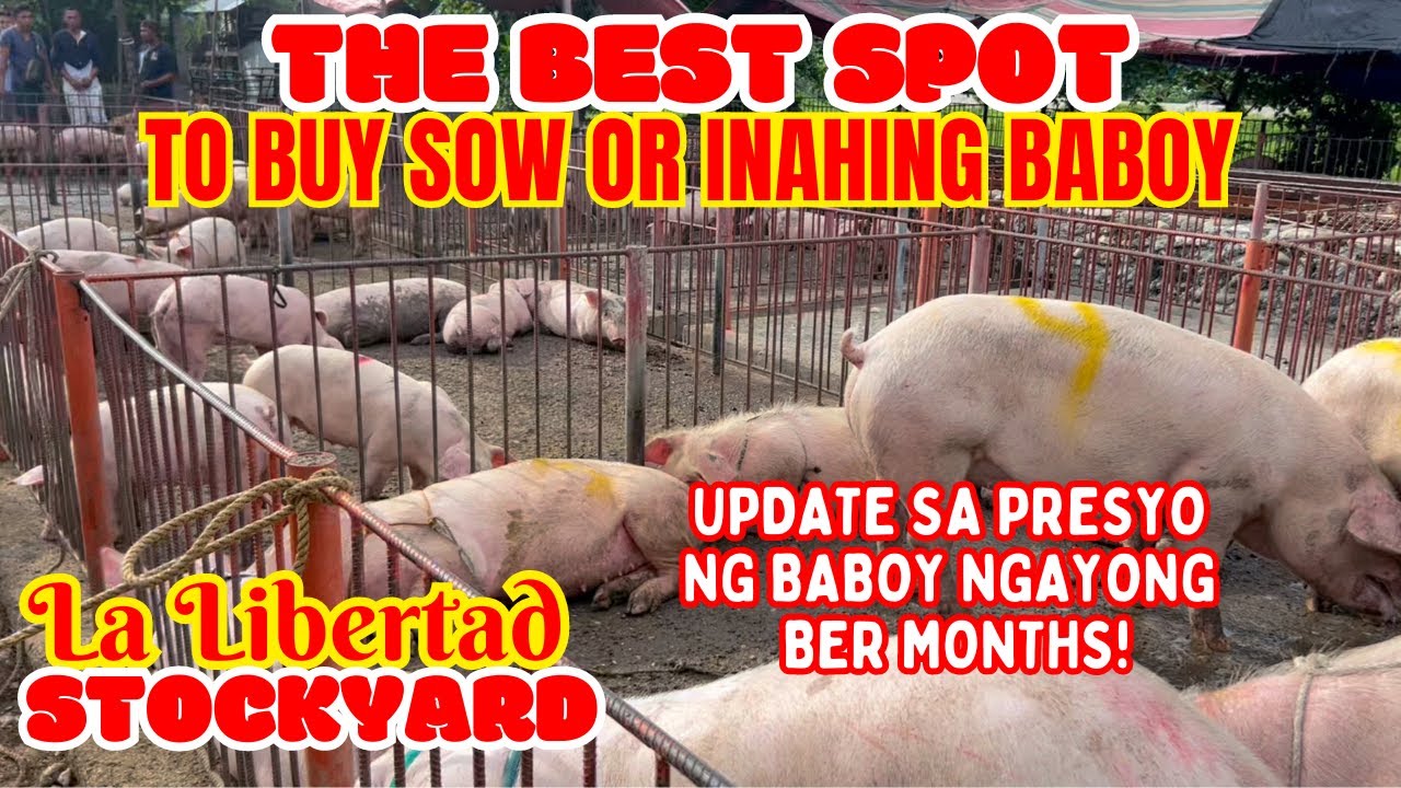 THE BEST SPOT TO BUY SOW/ INAHING BABOY | PRESYO NG BABOY NGAYONG BER ...
