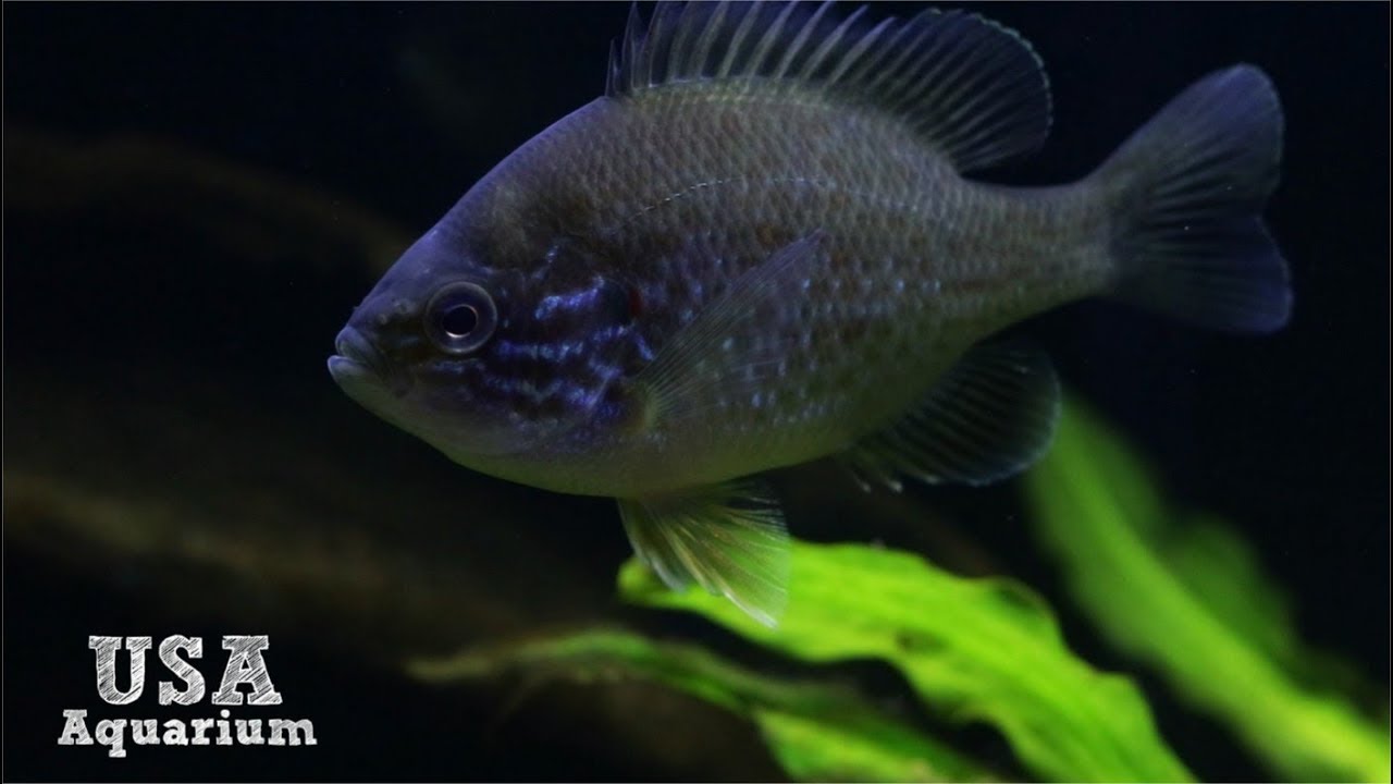My North American Display Aquarium - YouTube