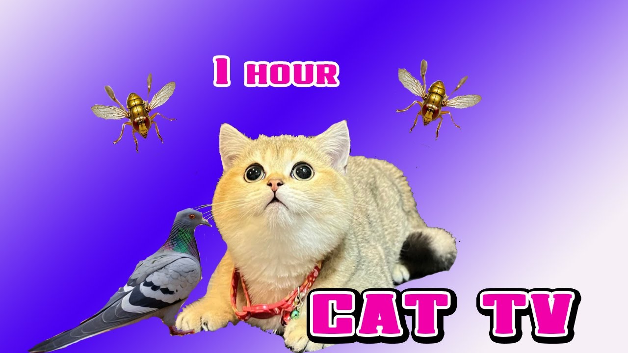 😺CAT GAMES l Cat Fly string bird game for cat(VIDEOS FOR CATS TO WATCH ...