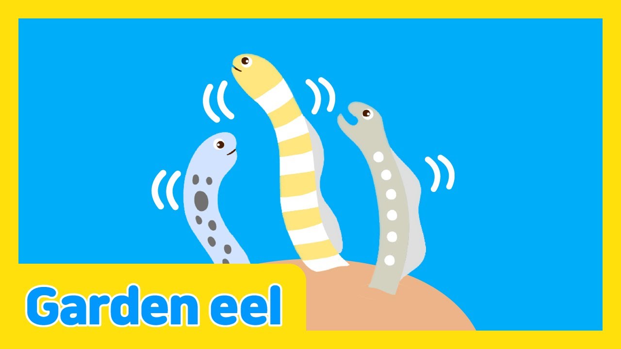 The Underwater Talent Show🐠| Garden eel | Kids Educational Video ...