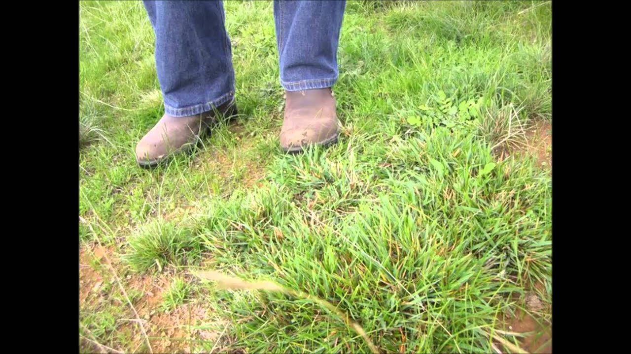 Improving native pastures on hill country - YouTube