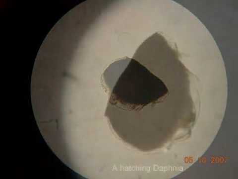 Daphnia Eggs , Daphnia Starter Culture , Daphnia Resting Egg , Daphnia ...